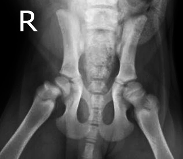 ARTROVET: Fractura doble