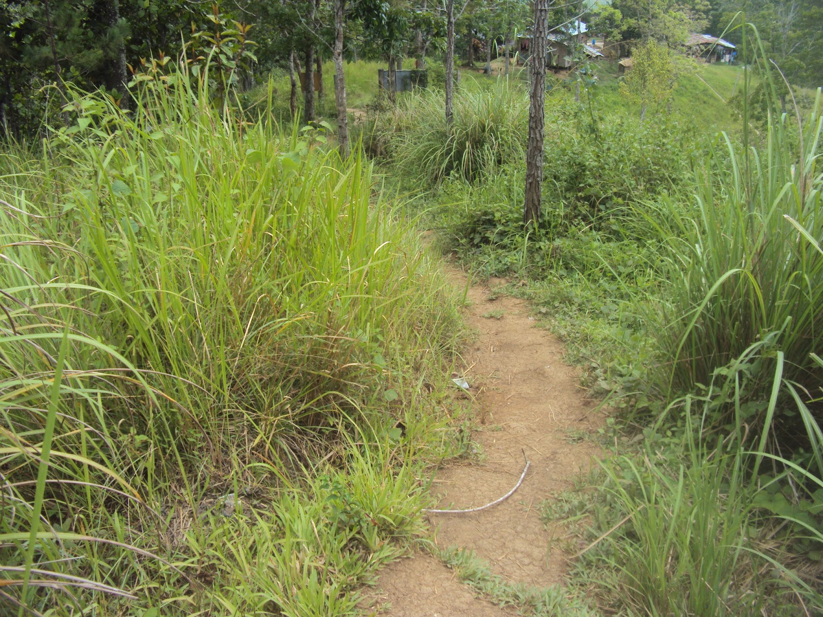 EXPLORE MALAYBALAY CITY: The View from the Famous Two Trees