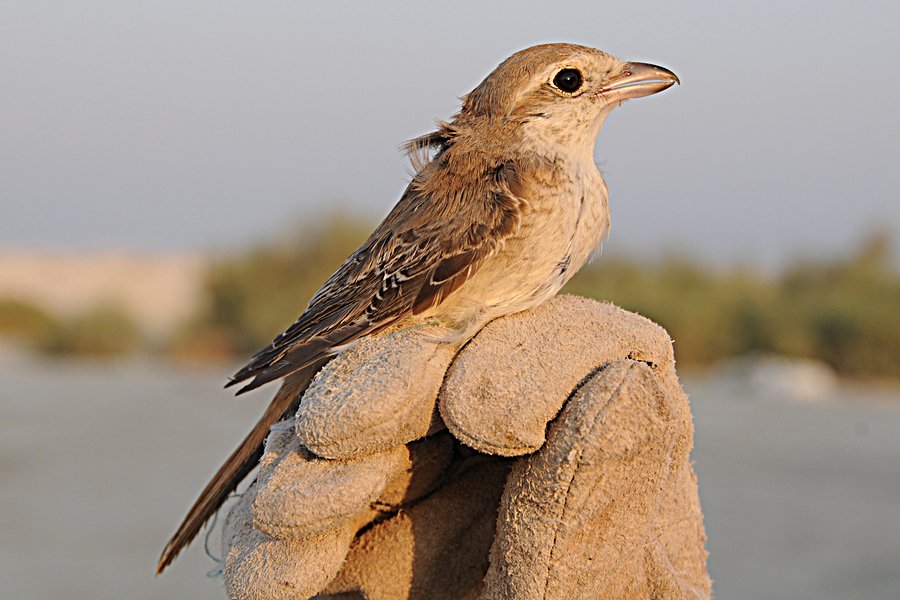 Birds of Saudi Arabia: A few good birds - Ringing in Bahrain at Durrat ...