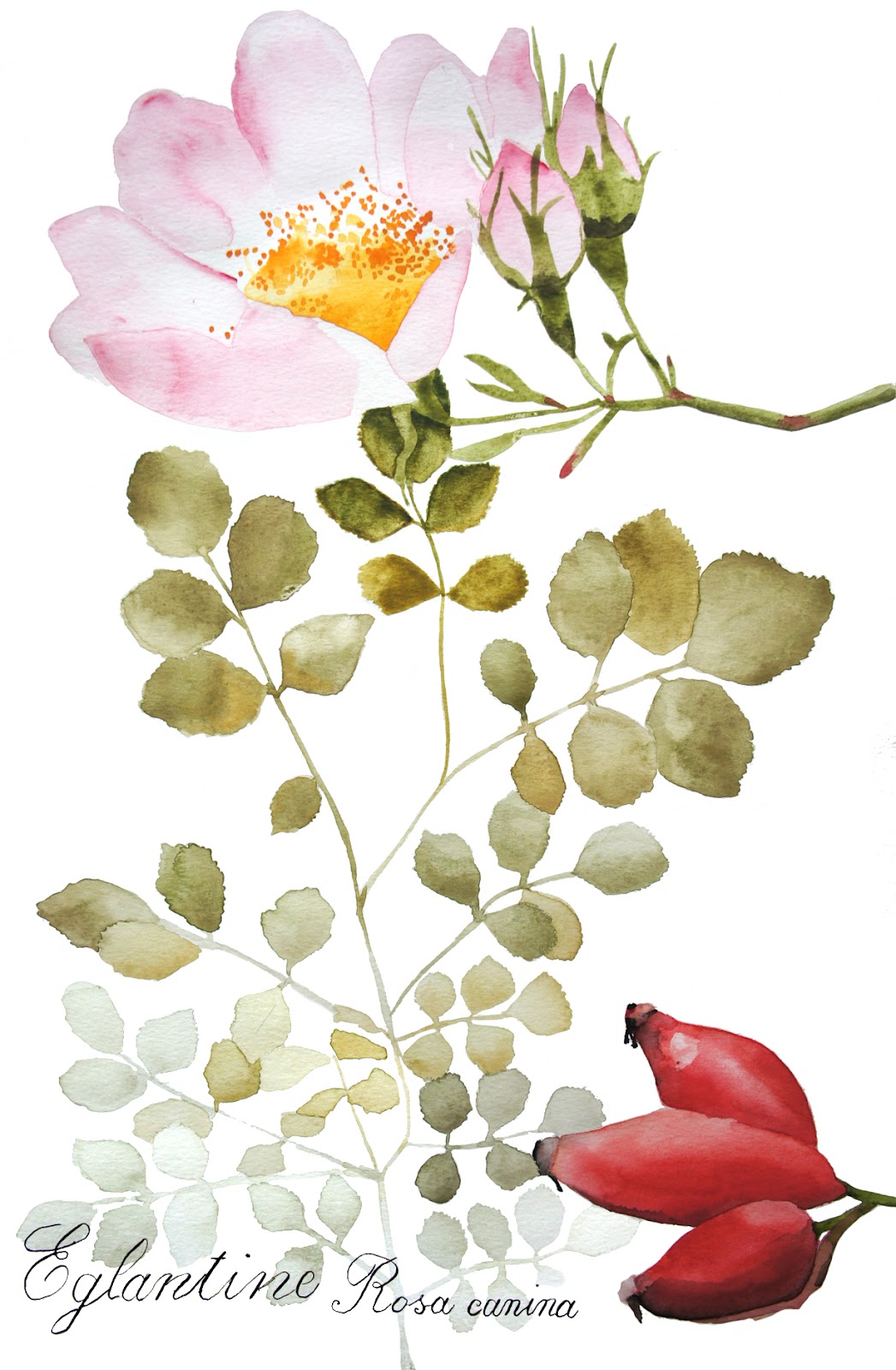 atelier dessin: Aquarelle botanique suite