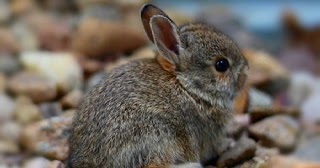 Faktor-Faktor Yang Mengakibatkan Anak Kelinci Mati - saung petani