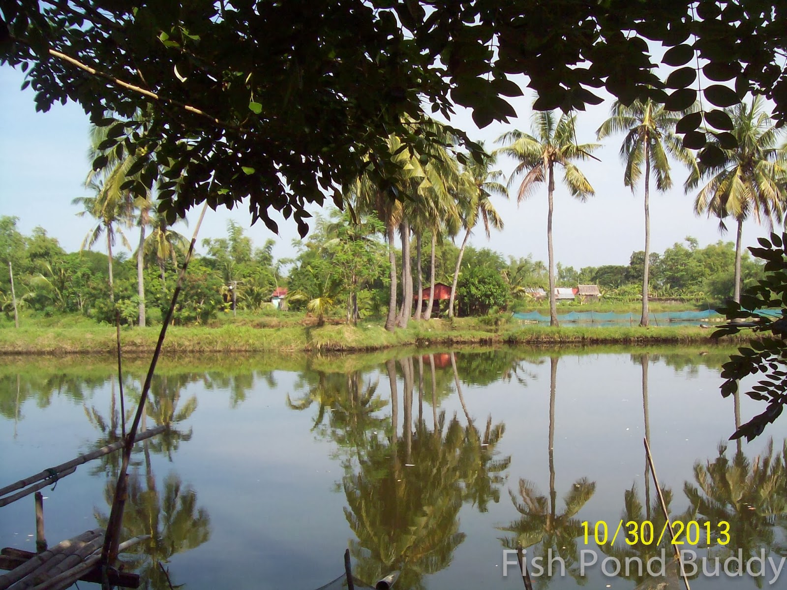 Fish Pond Buddy: Uses of Coconut Trees in Our Bangus (Milkfish) Farm