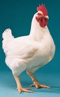 15+ Gambar Jenis Ayam Broiler