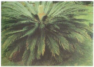 Punk Biology Student Blog: Deskripsi Family Pinaceae, Cycadaceae dan ...