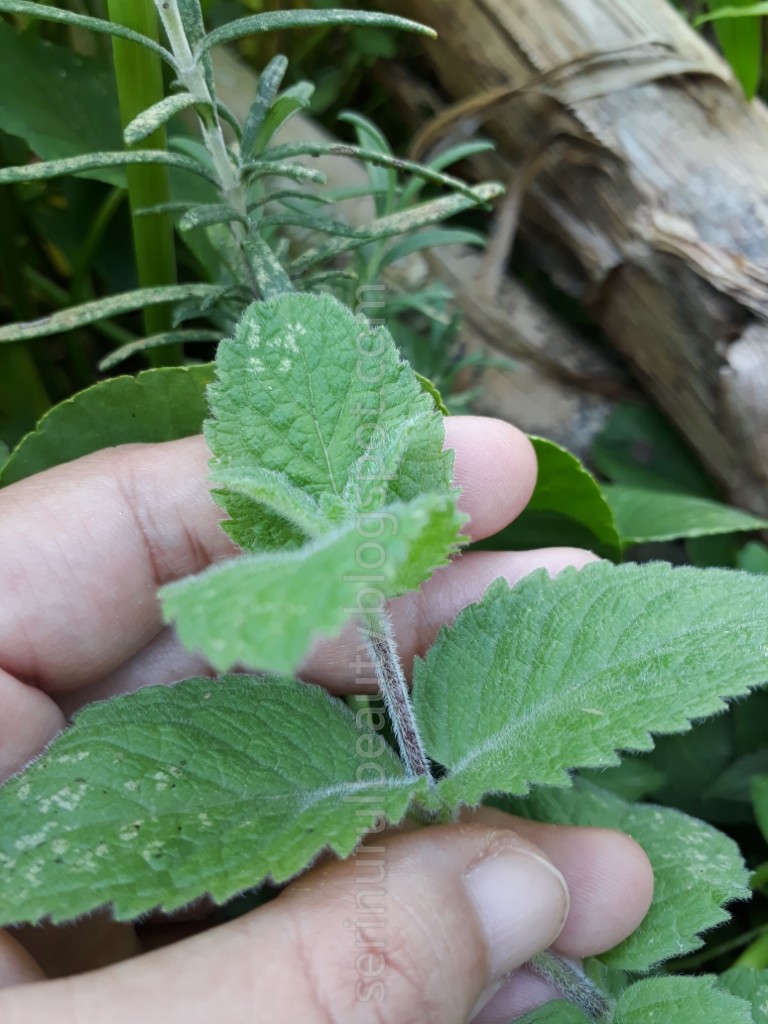 Healthy Nurul Beauty: Difference between apple mint and spearmint that ...