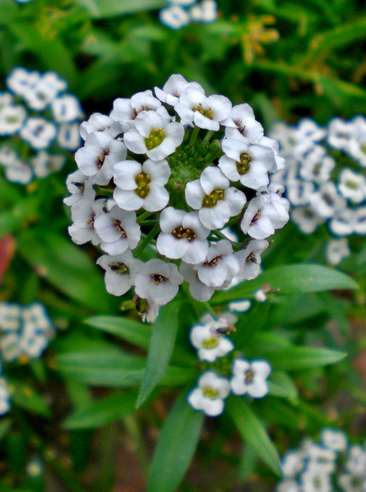 Lobularia marítima blanca | Flores colombia