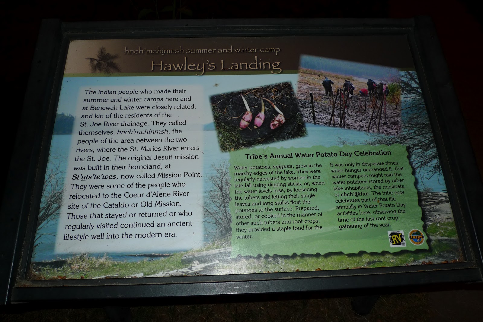 Wild Harvests: Wapato, cultivating native tubers