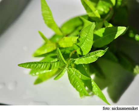 El cedrón y propiedades beneficas. Agregale al mate y senti sus beneficios.