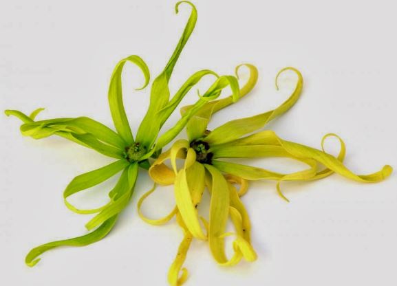 Cara Budidaya Bunga Kenanga Yang Benar