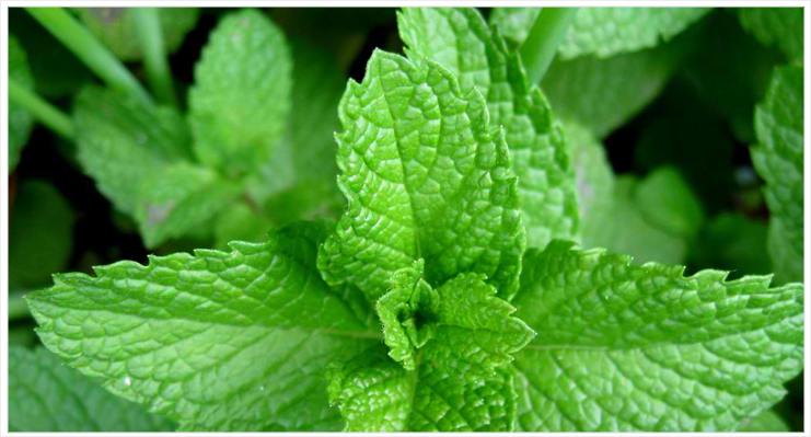 STEVIA SHAH ALAM: APA ITU STEVIA?