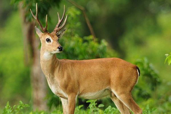 animales del mundo...