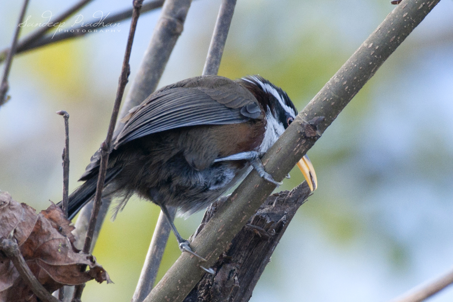 SHARING OPINION: BIRDS OF ARITAR & SIKKIM