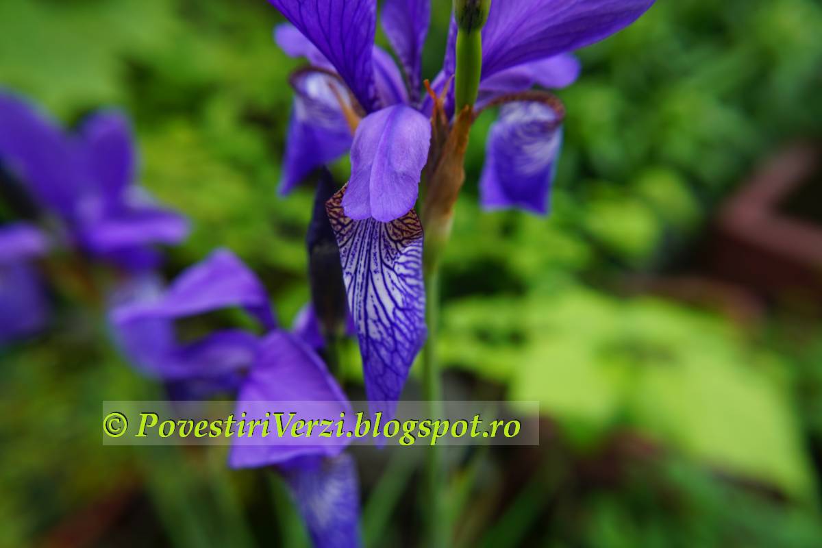 Blogul cu povestiri verzi: Irisul albastru din natura in ghiveci
