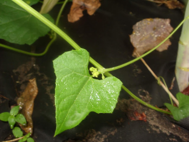 Scirpidiella's Plants: Edible Achoccha species (Cyclanthera sp. div.)