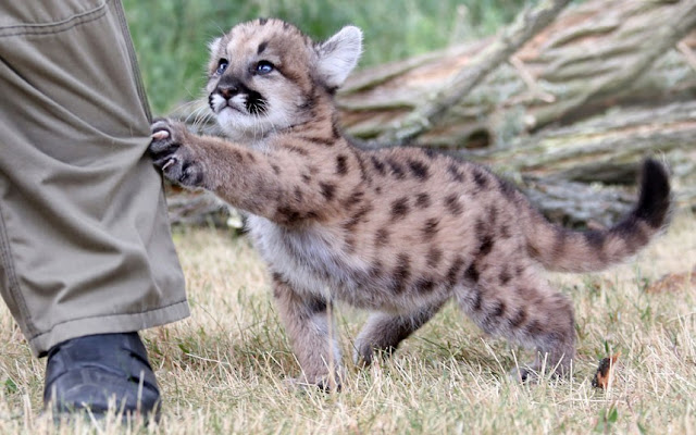 Cute!: "Won't you play with a cute puma cub like me?"