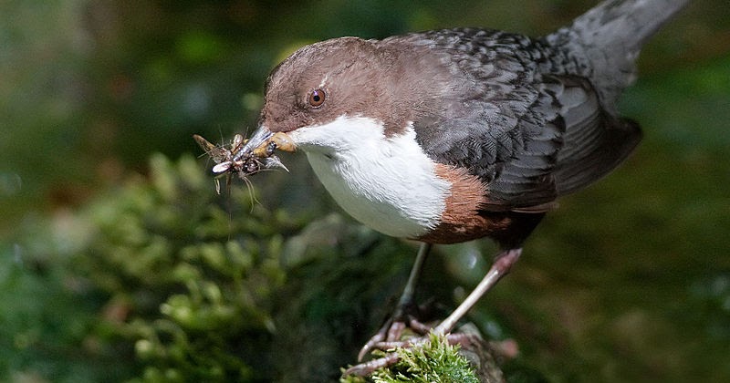 Bwana joen kynästä: Koskikara etsii ravintonsa veden alta