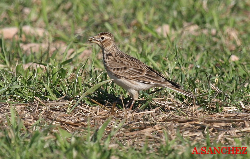 Aves de Aragón : agosto 2012