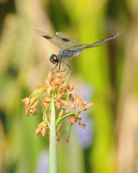 A Wandering Naturalist: Florida: Some Florida Dragonflies