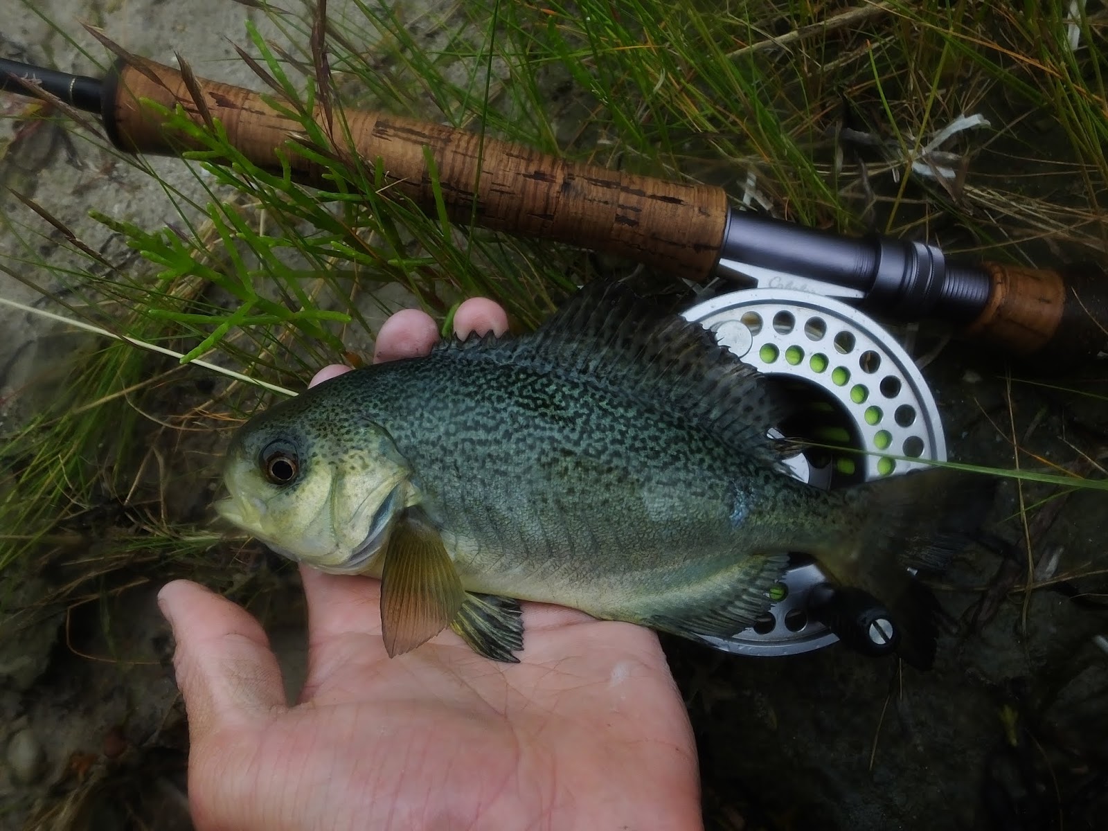 Connecticut Fly Angler: A First, Ever, By Anyone: Summer New England ...