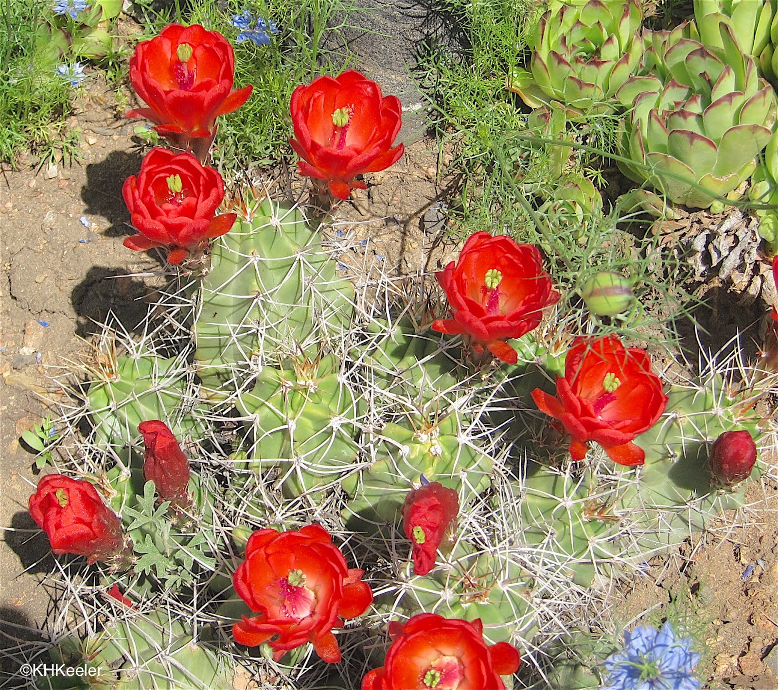 A Wandering Botanist: Denver Area--Spectacular Native Plants