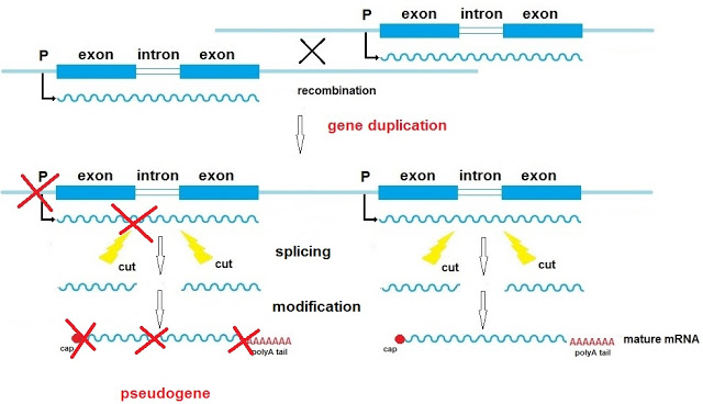 Sandwalk: Theme: Genomes & Junk DNA