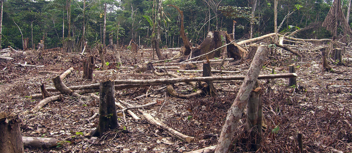 16+ Konsep Terkini Gambar Hutan Gundul