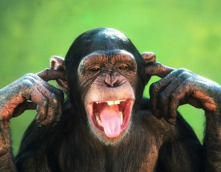 Ms Brenda's Blog: Animals pulling funny faces (PHOTOS)