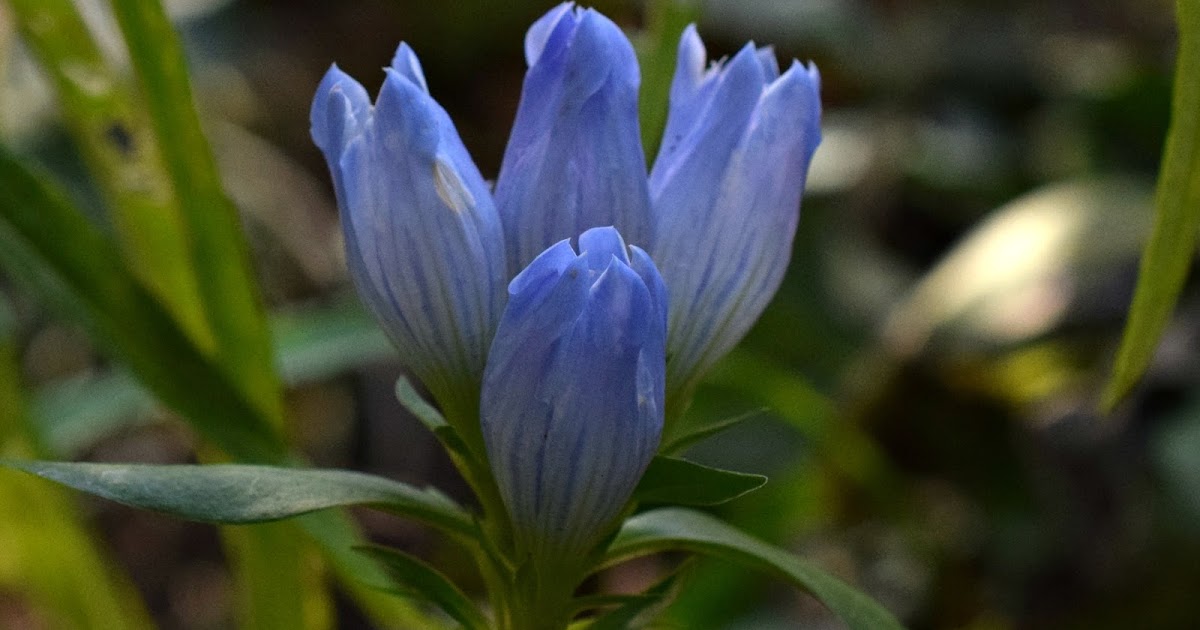 Using Georgia Native Plants: A Unique Fall Flower