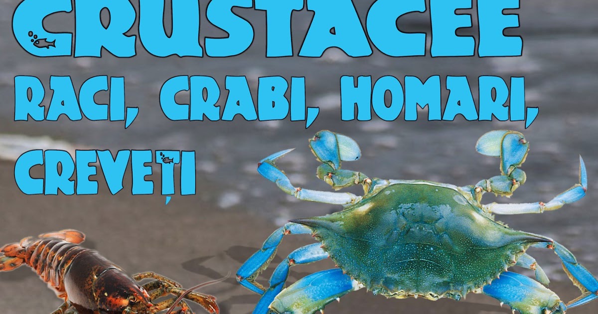 Crustacee: raci, crabi, homari, creveți - Educație muzeală, 27-28 ...
