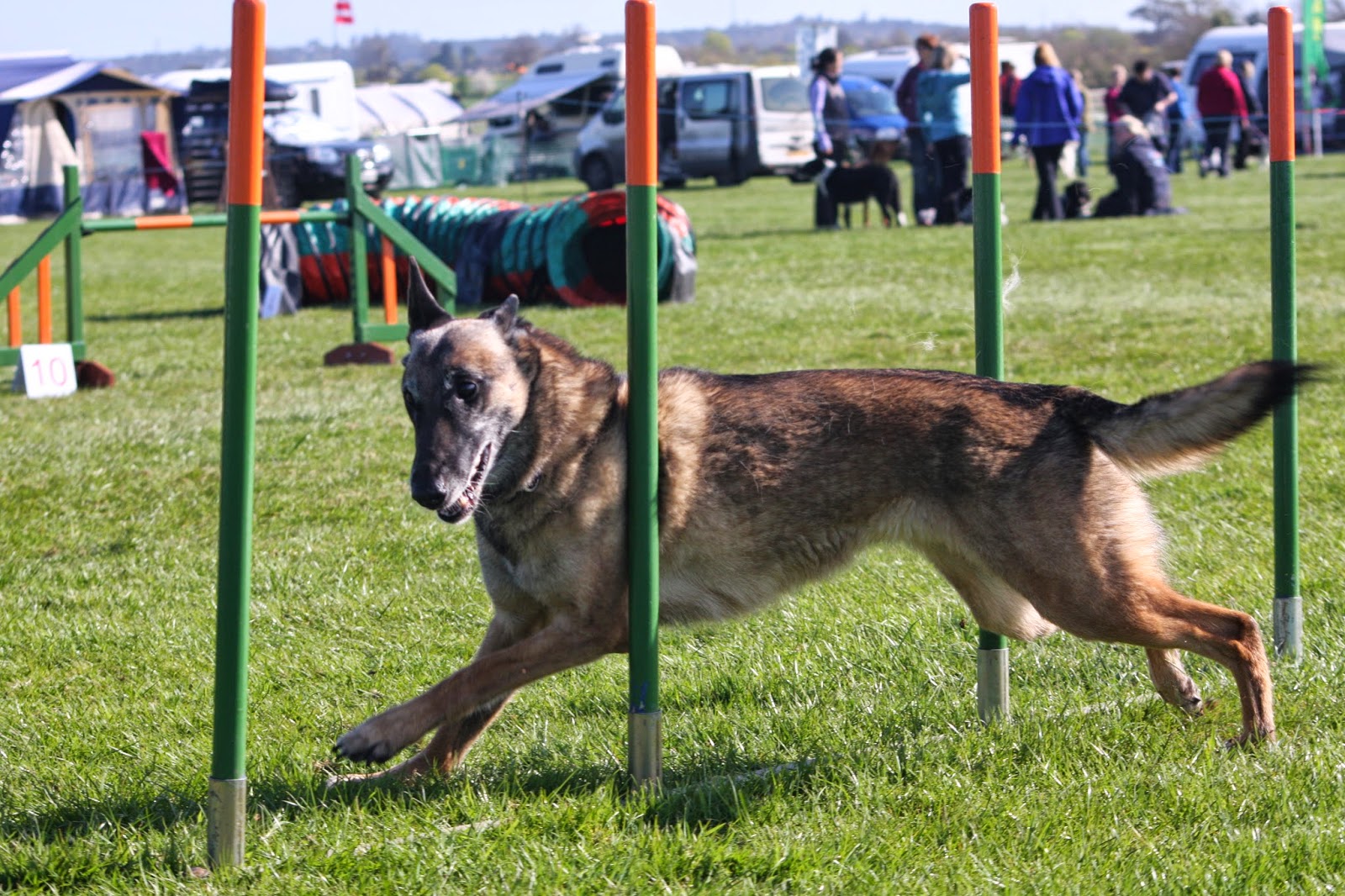 My Malinois & Friends