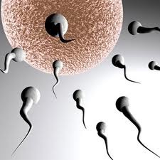 Canil Avalon Land : INSEMINAÇÃO ARTIFICIAL