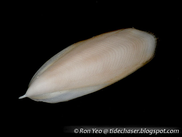 tHE tiDE cHAsER: Cephalopods (Phyllum Mollusca: Class Cephalopoda) of ...