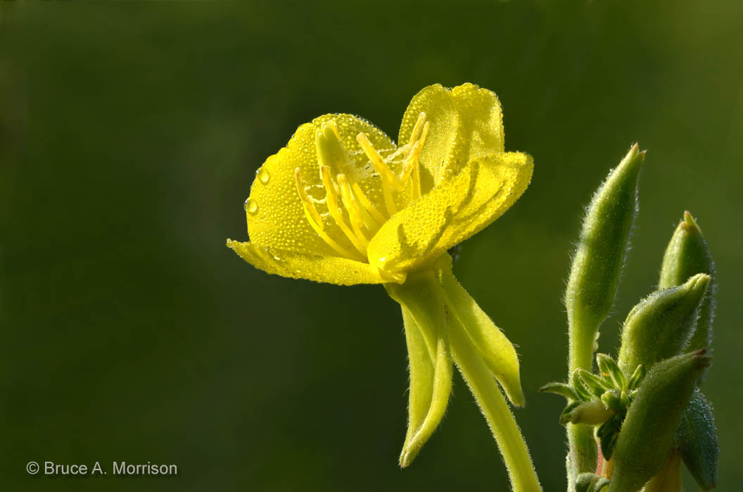 Prairie Hill Farm Studio: Prairie Plant of the Week - Evening Primrose