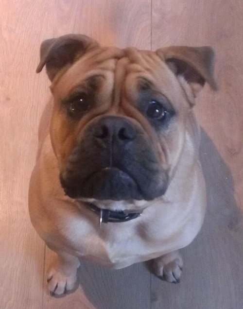 MorsoRosso: Bull-Pei