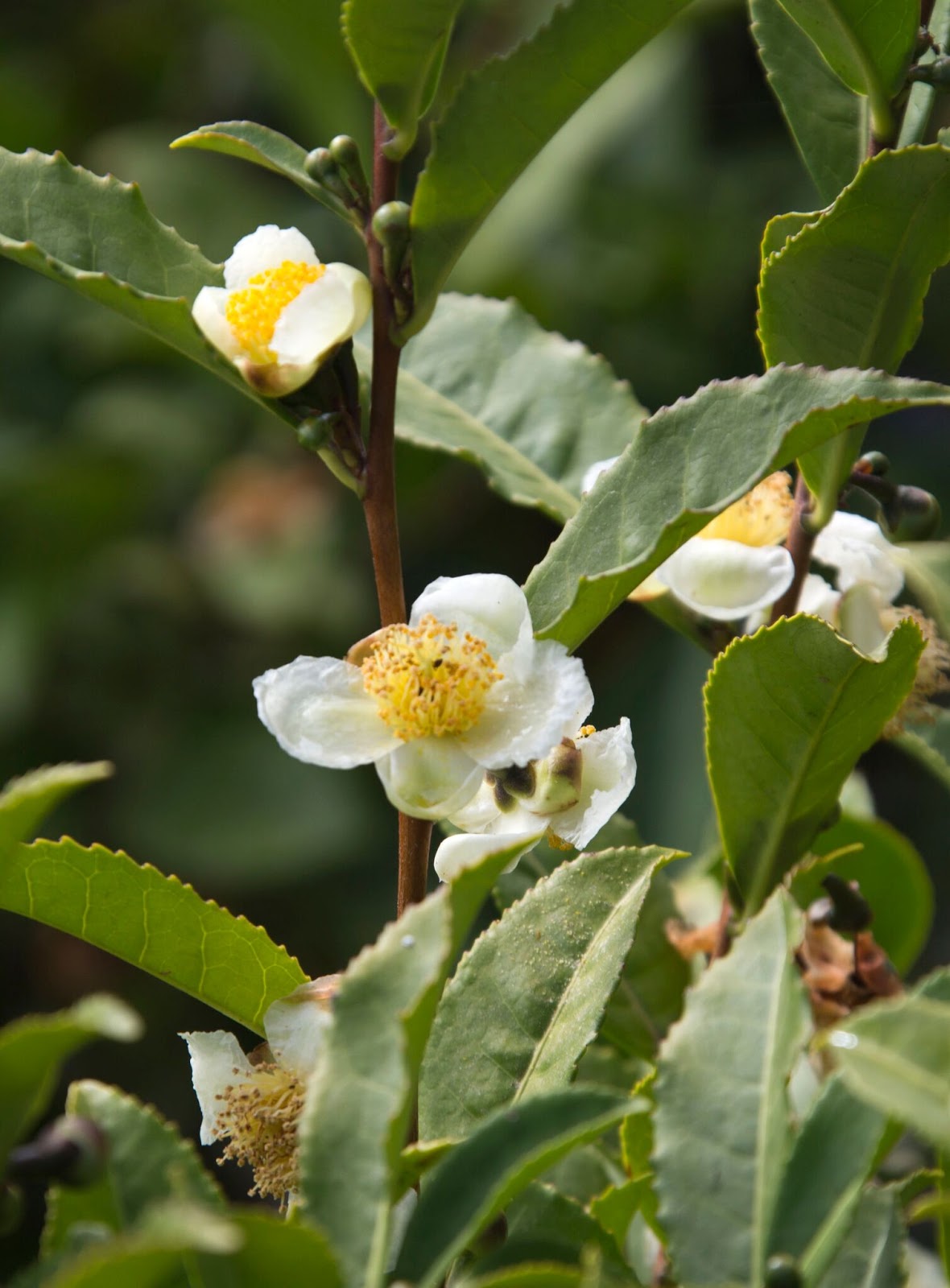 Plantação de chá | Plantas aromáticas, medicinais e condimentares