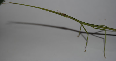 CLONOPSIS: Ramulus artemis