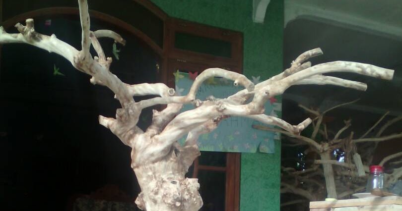 kayu kopi alam: coffee tree stand