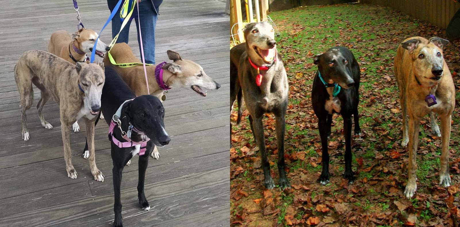 Handmade 4 Hounds: Charity of the Month: God's Greyts Senior Greyhounds ...