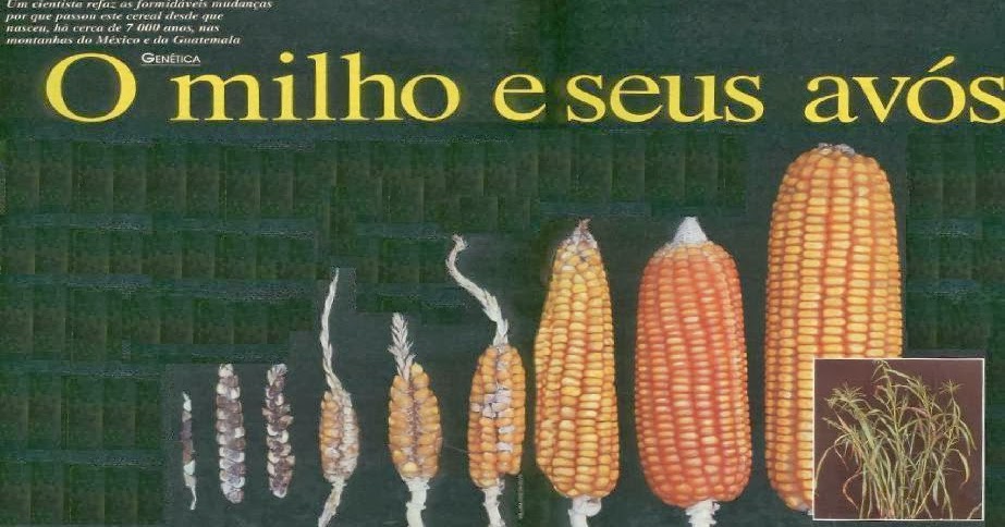 PUBLICADOS BRASIL: O milho e seus avós - Genética