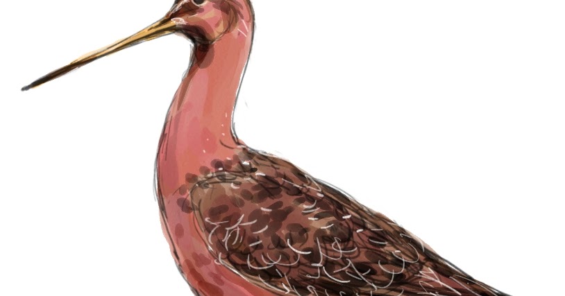 Birds: Bar-Tailed Godwit