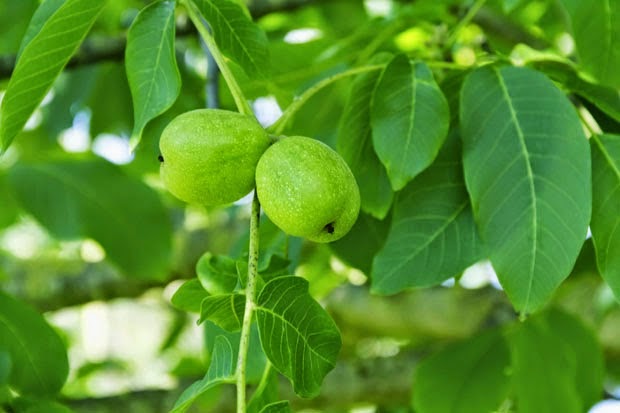 Upoznajte ljekovitost mladih listova, mlade ljuske i nezrelih plodova ...