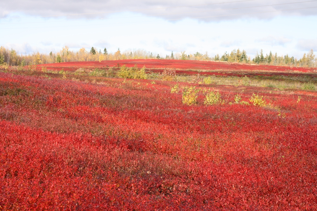 Field Notes ~ Cumberland County, Nova Scotia: Blueberry Fields Outside ...