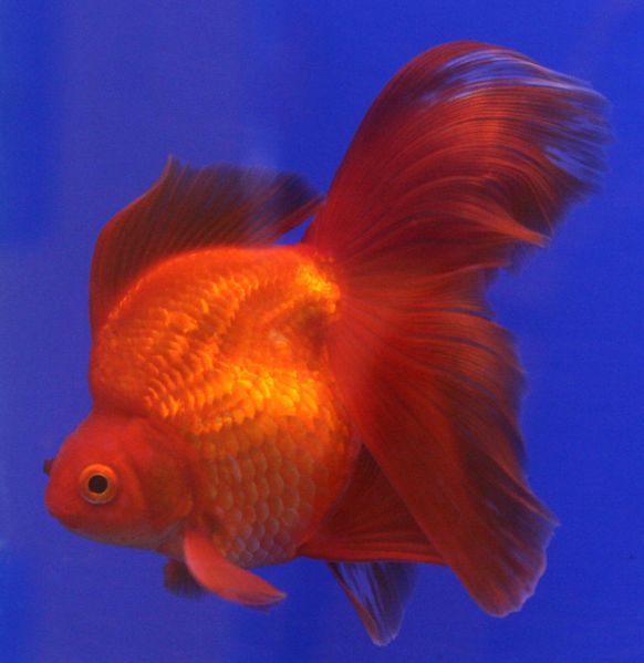 aquabane: Gold Fish