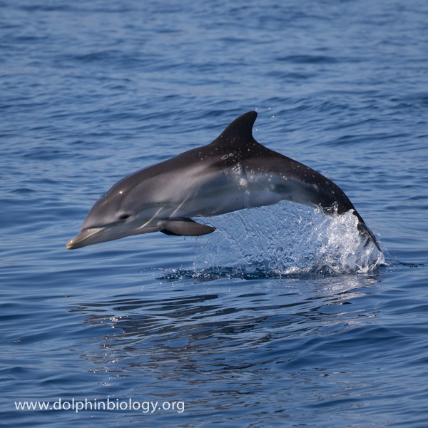 Dolphin Biology and Conservation: Early calf