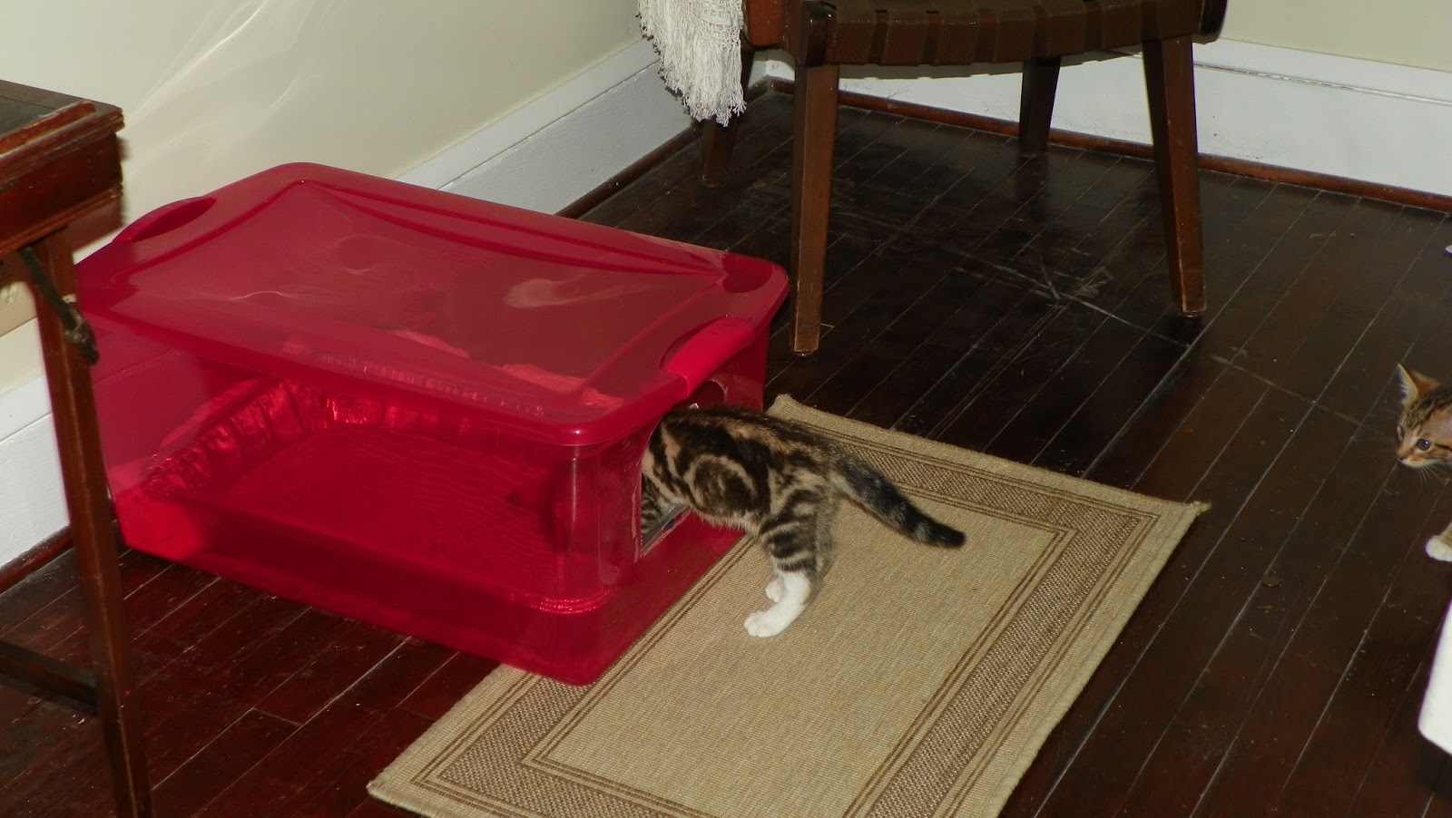 Two Broke Bruces: DIY Litter Box