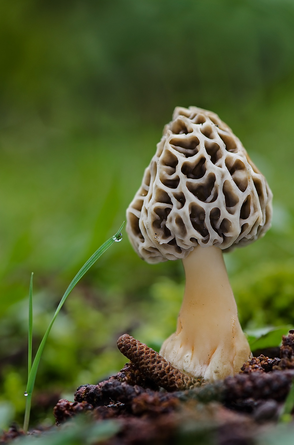 Alfredo Lopez de Arbina: MORCHELLA ESCULENTA