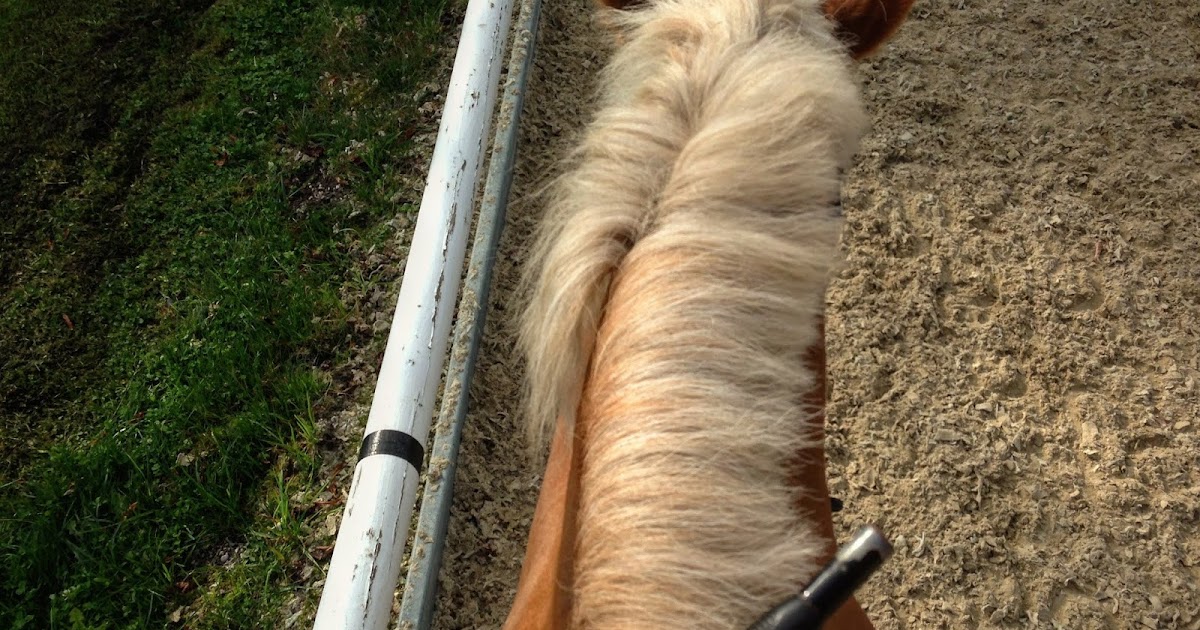 Training Plans For The Broken Poney - Dressage Hafl