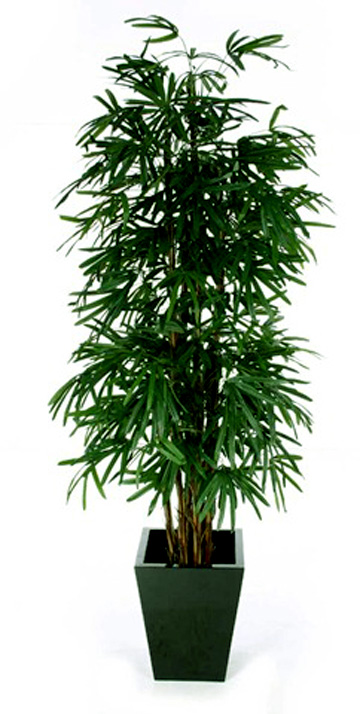 Tanaman Hias Penyegar Ruangan - 🥢 SettiaBlog