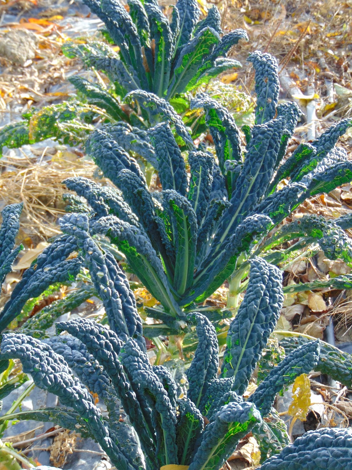 Vărzoase și altele - Grădina Mirelei