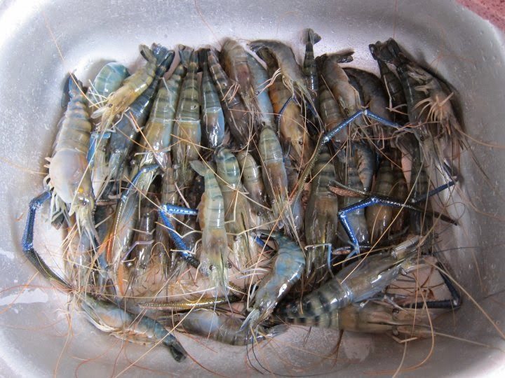 All about fishing: Prawn Fishing